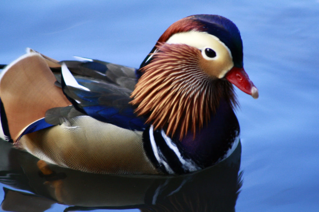The Bird Bulletin: Giving Thanks for the Mandarin Duck and My Fellow ...