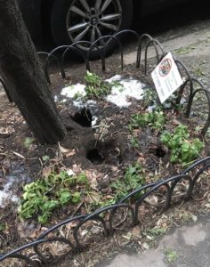 West Side Rag » rats