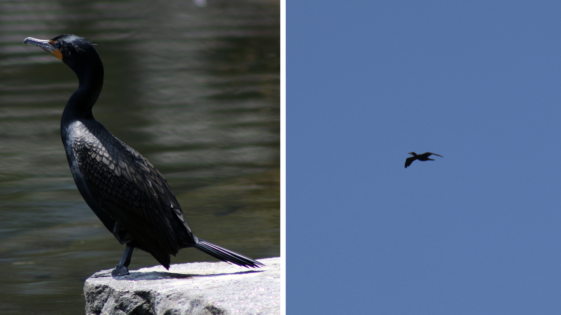 The Bird Bulletin: A Guide to Birding from Home