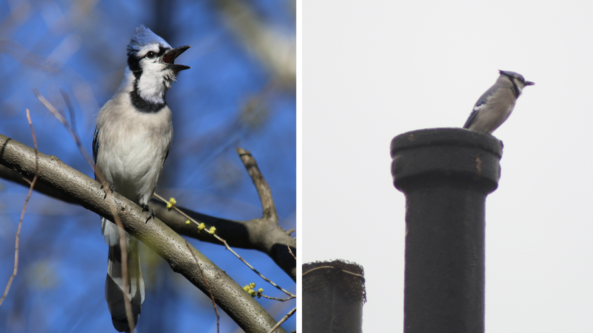 The Bird Bulletin: A Guide to Birding from Home