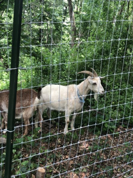 We're Not Kid-ing! Don't Goat Us On! There Will Be No Baaaad Puns Today!