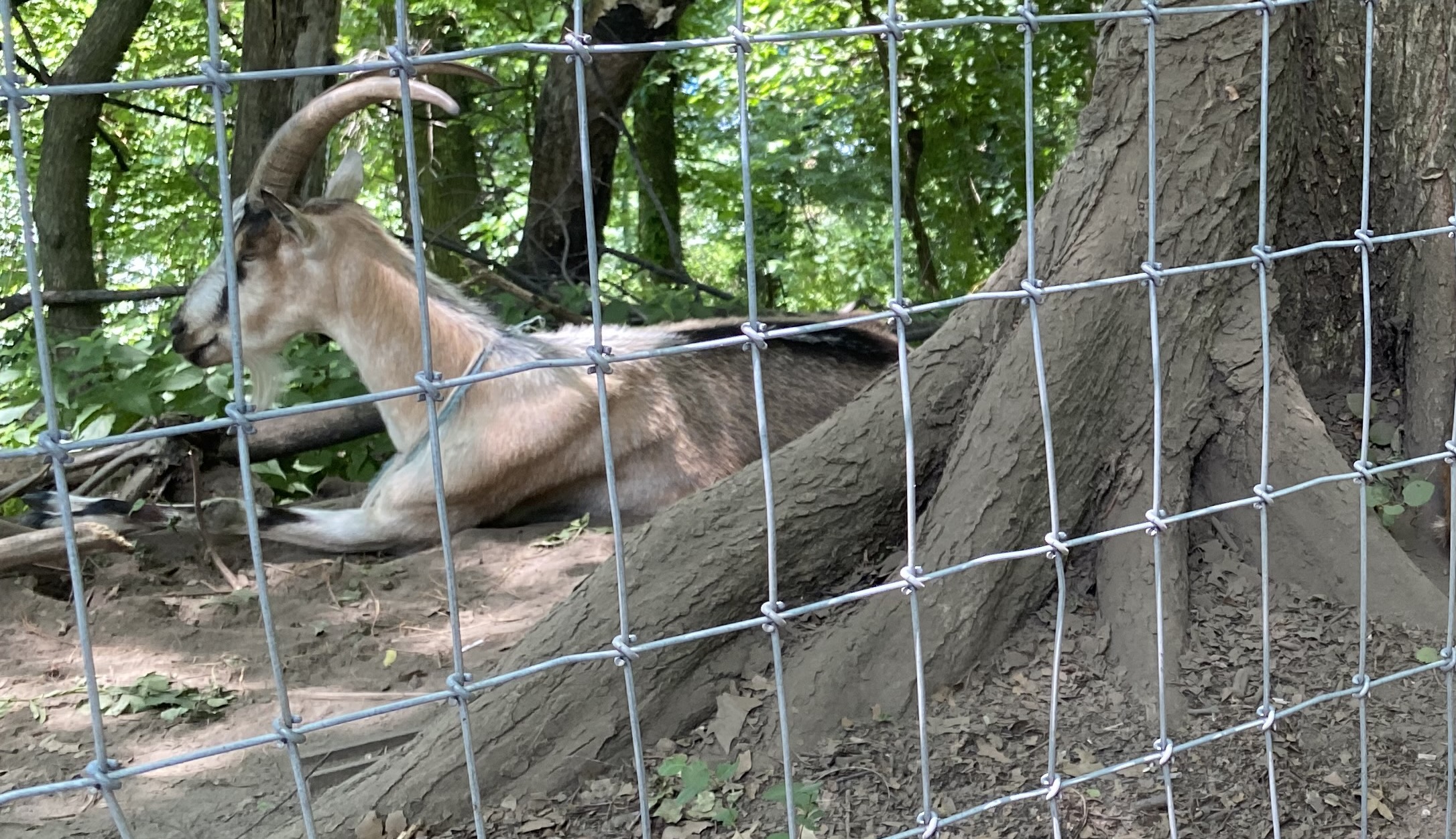 Goats at Work: How an Unlikely Addition Changes a Neighborhood for the ...