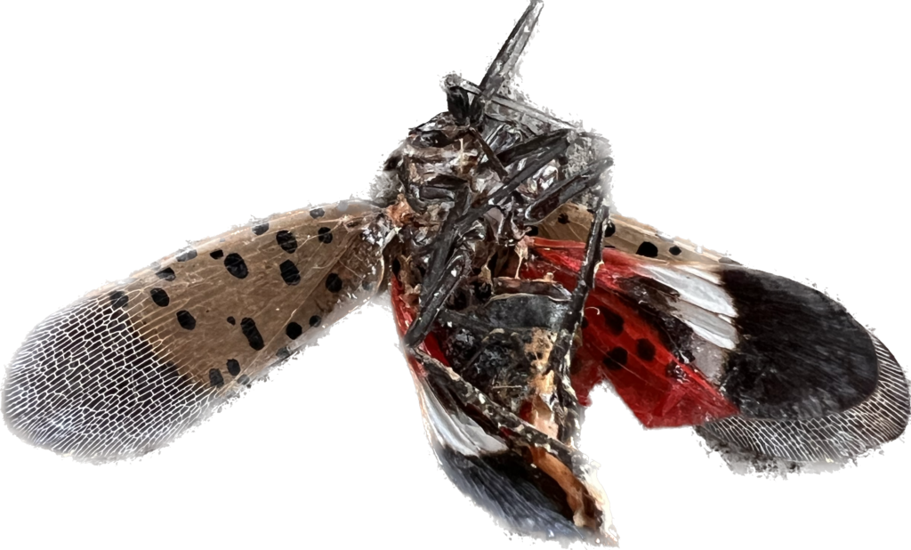 Spotted Lanternflies: Beautiful, But Squish Them We Must