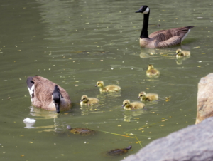The Short but (Hopefully) Happy Lives of the Angel Wing Goslings of ...
