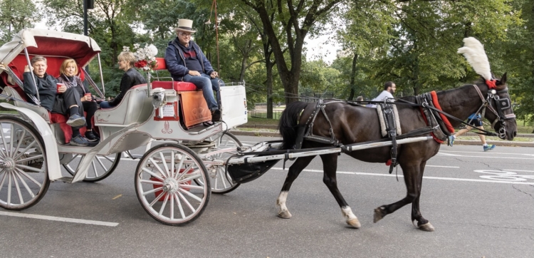 Asking Upper West Siders: Horse-Drawn Carriages
