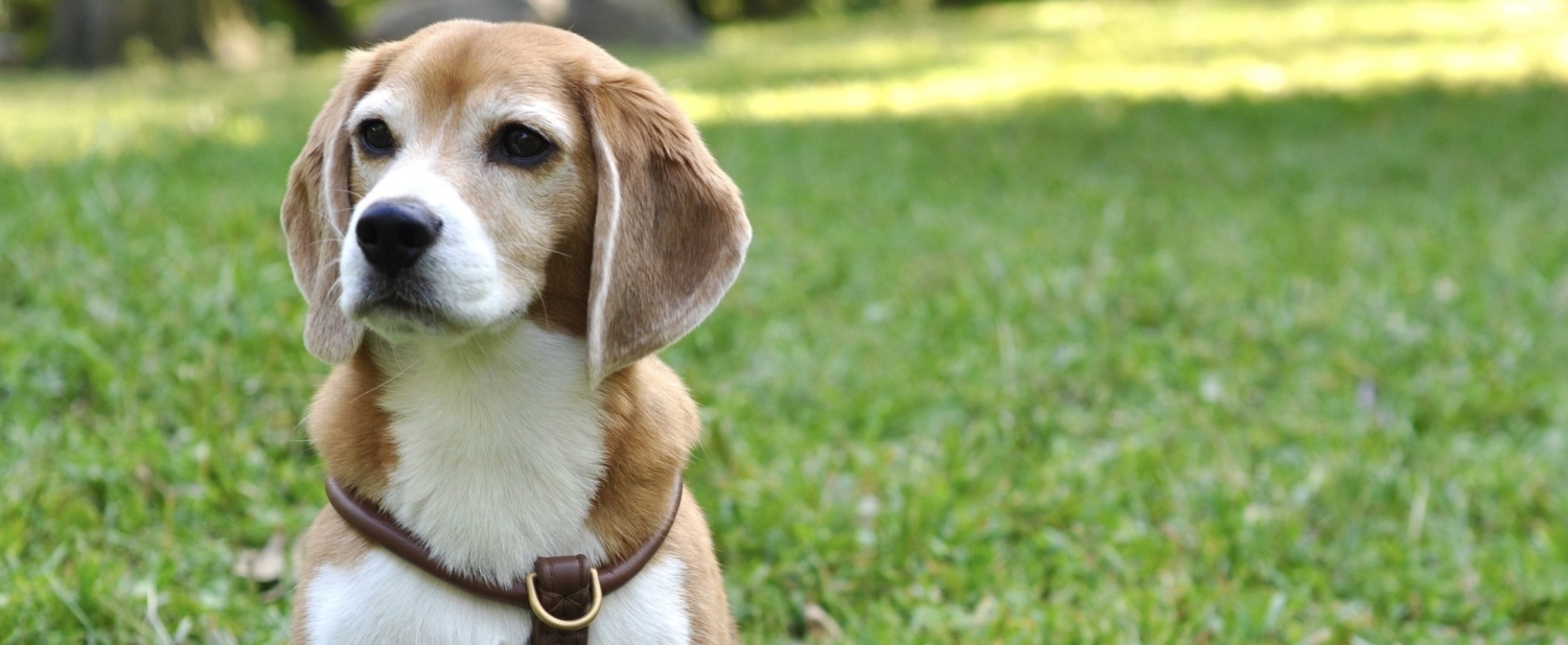Pupper West Side: Pablo Has a Beagle’s Hunting Instinct for Discovering ...