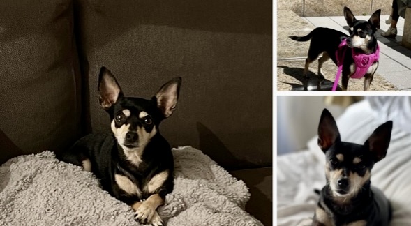 FOUND! Lost Dog: 'She’s So Tiny and Sweet and Is Probably Very Scared!'