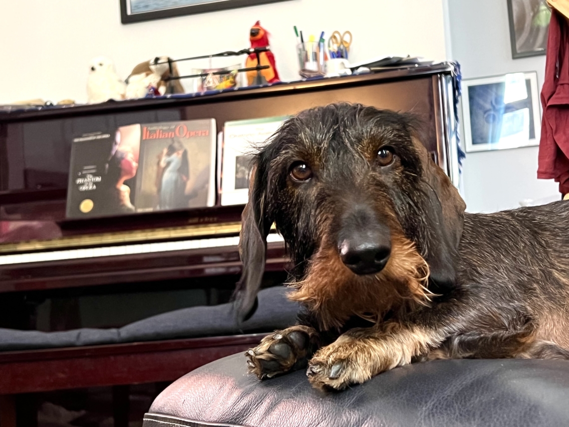 Pupper West Side: Albus Dumbledog Is as Kind-Hearted as his Namesake ...