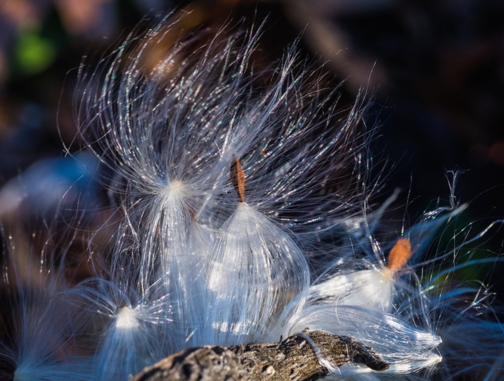 WSR Poetry Corner: 'December’s Ode to Withered Flowers'