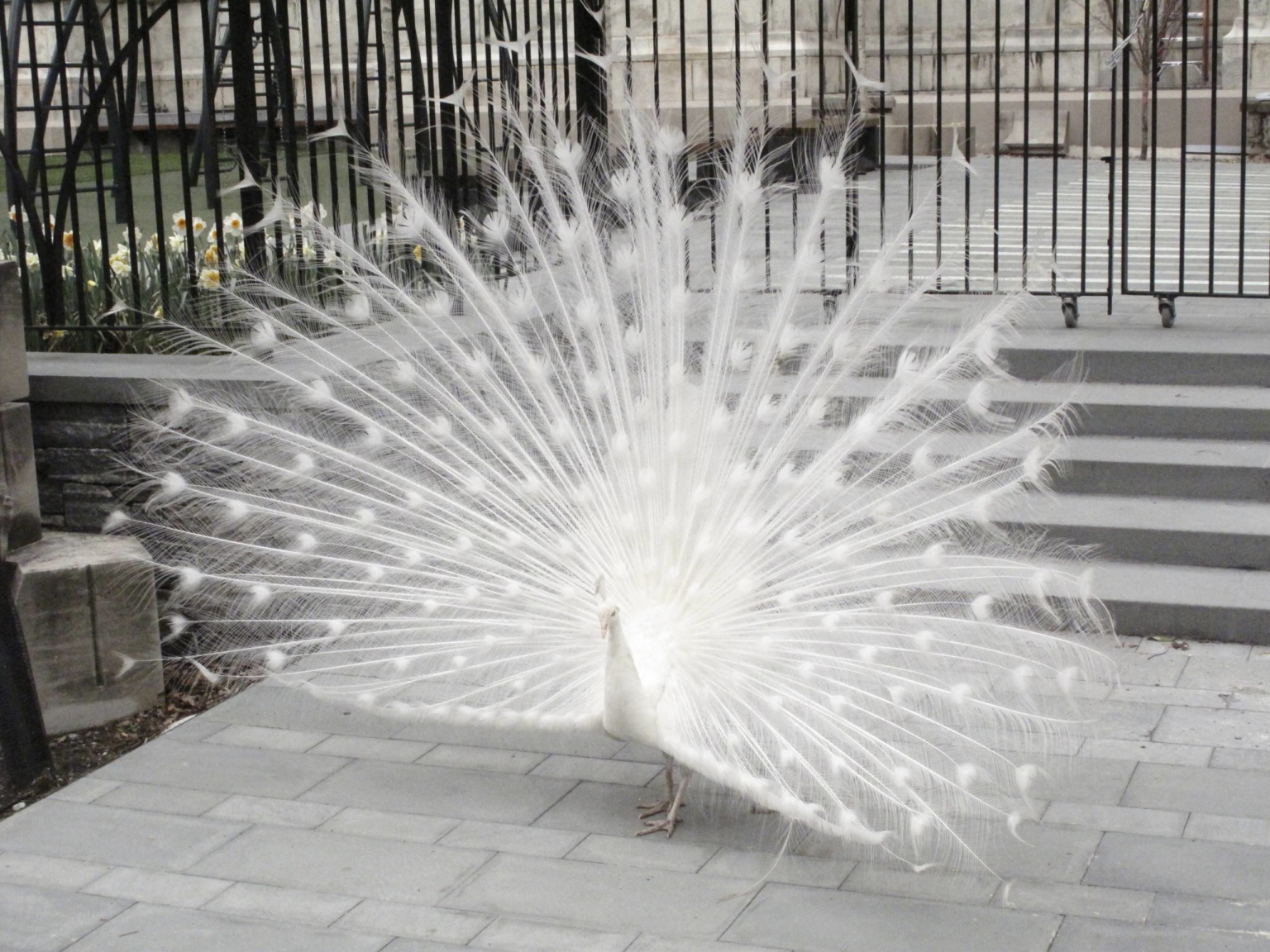 The Divine Peacocks of Saint John's Were Celebrated as They Headed Off ...