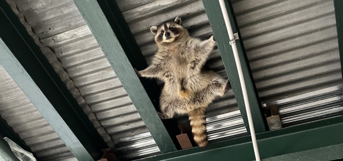 Monday Bulletin: Funny Captions; Lowering the Risk of Gas Stoves; Are ...