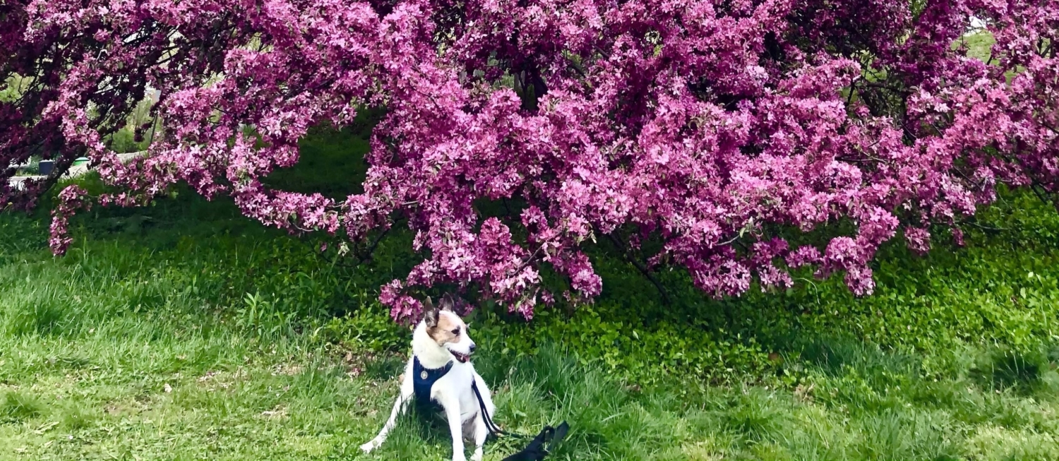 A Special Edition of Pupper West Side: Remembering Mr. PWS -- A Little ...