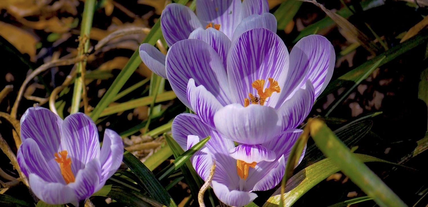 Monday Bulletin: Spring Has Sprung!