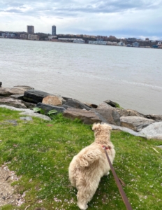 Pupper West Side: Jofi Has Ties to Freud But a More 'Snuggly' Technique