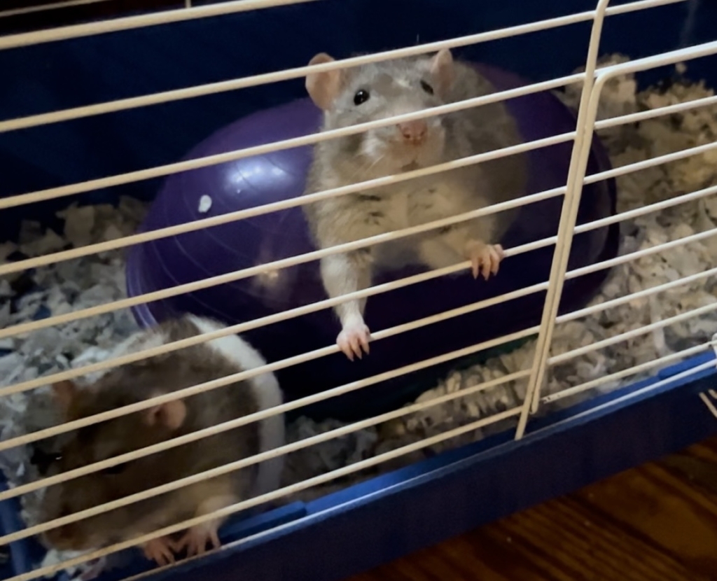 Pet Rats: 'Less Work Than Dogs; More Present Than Bunnies; and Kinder ...