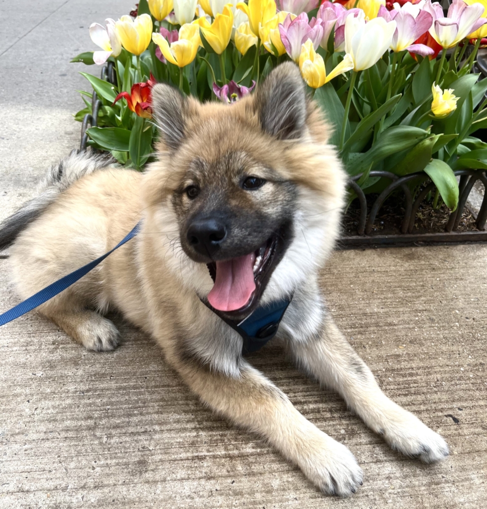 Pupper West Side: Gus is an Ultra-Floofy, Double-Coated, Smiley Puppy ...