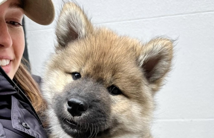 Pupper West Side: Gus is an Ultra-Floofy, Double-Coated, Smiley Puppy ...