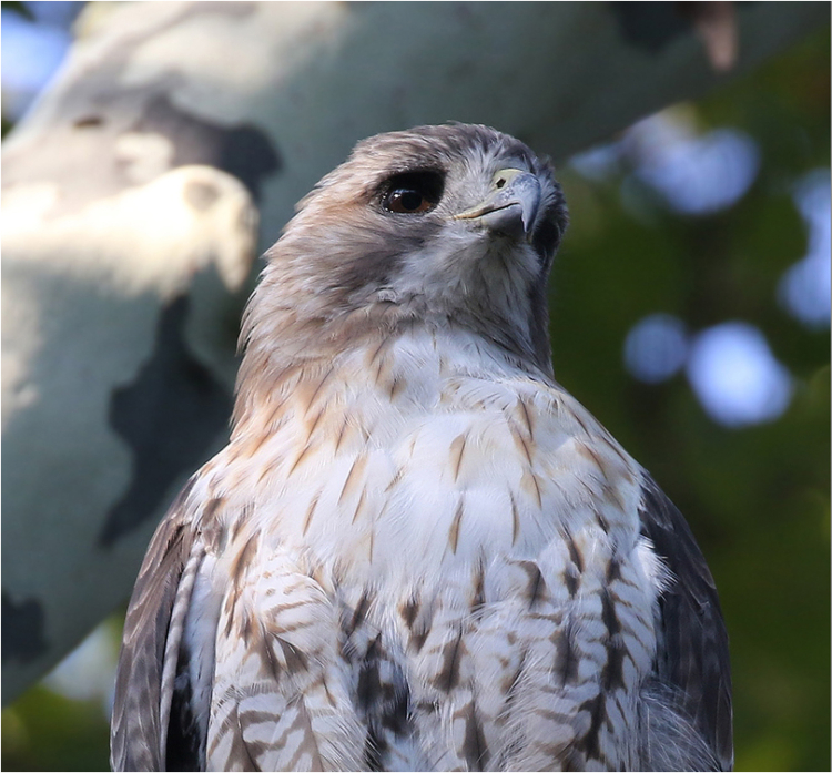 Monday Bulletin: 'In Memory of Pale Male' -- NYC's Original Celebrity Bird