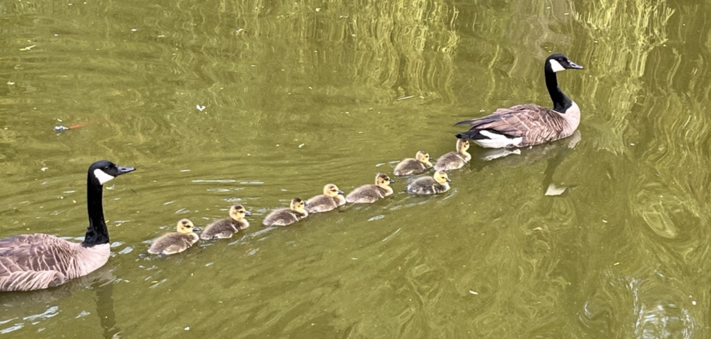 Photos of the Day: Between the Goose and the Gander; Reality Meets Art ...