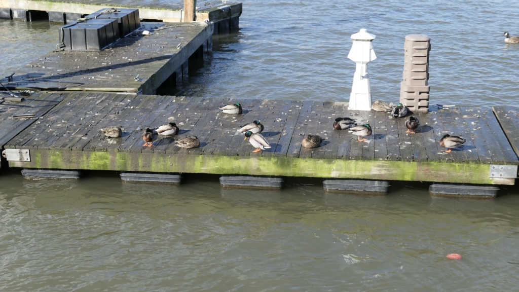 What’s in a View: The Battle of the Boat Basin