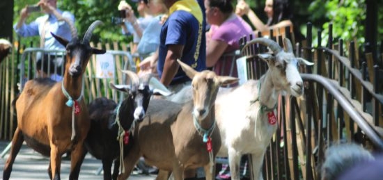 The Goats Are Returning to Riverside Park on July 7 With a New Festival ...