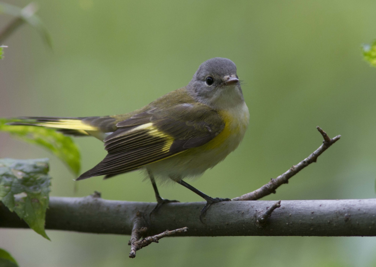 From Hawks to Hummingbirds: Where to See Some Astonishing Birds on the ...