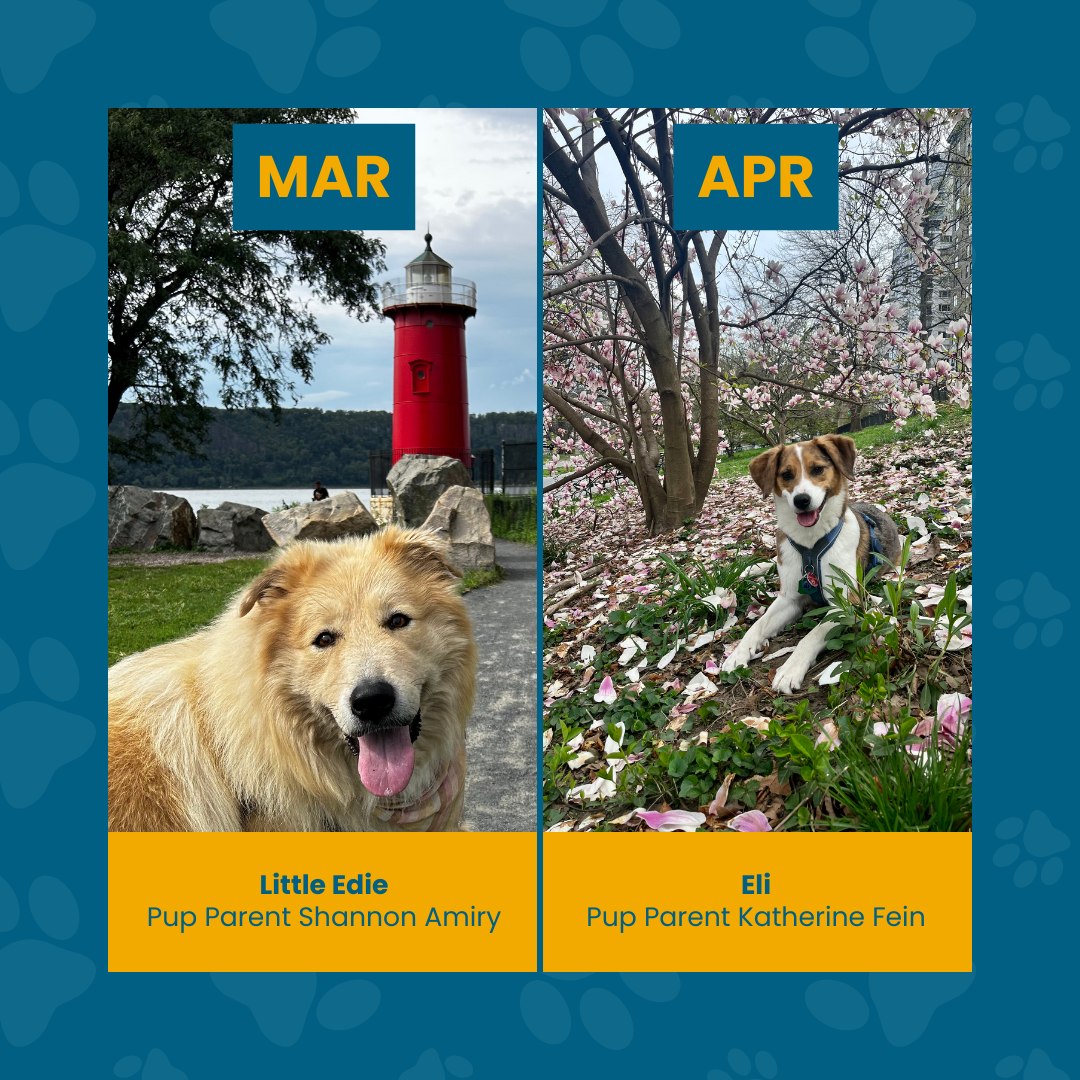 Woof! Here It Is! The First-Ever Riverside Park Dog Calendar