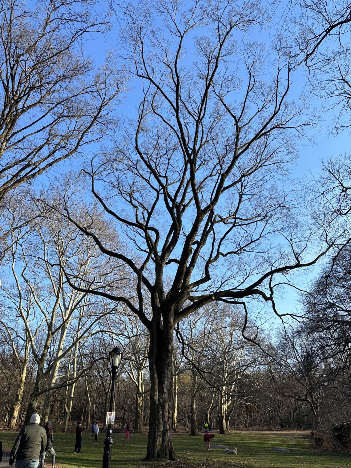 A Naturalist Shows New Yorkers How to Savor Trees on a Winter’s Day ...