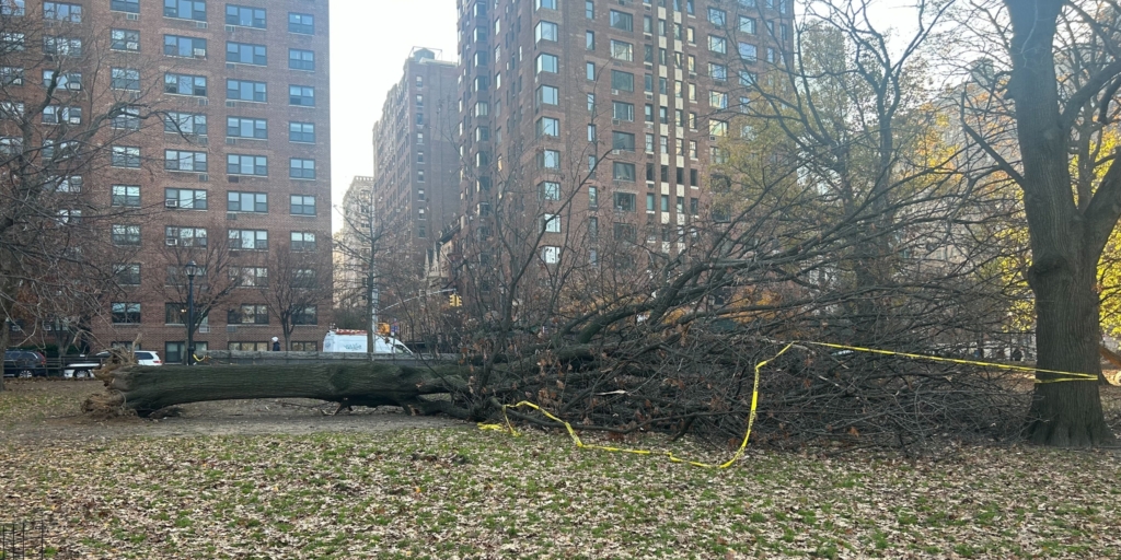 Tree Watch Day 5: Fallen Tree Still Fallen As Yellow Caution Tape Falls