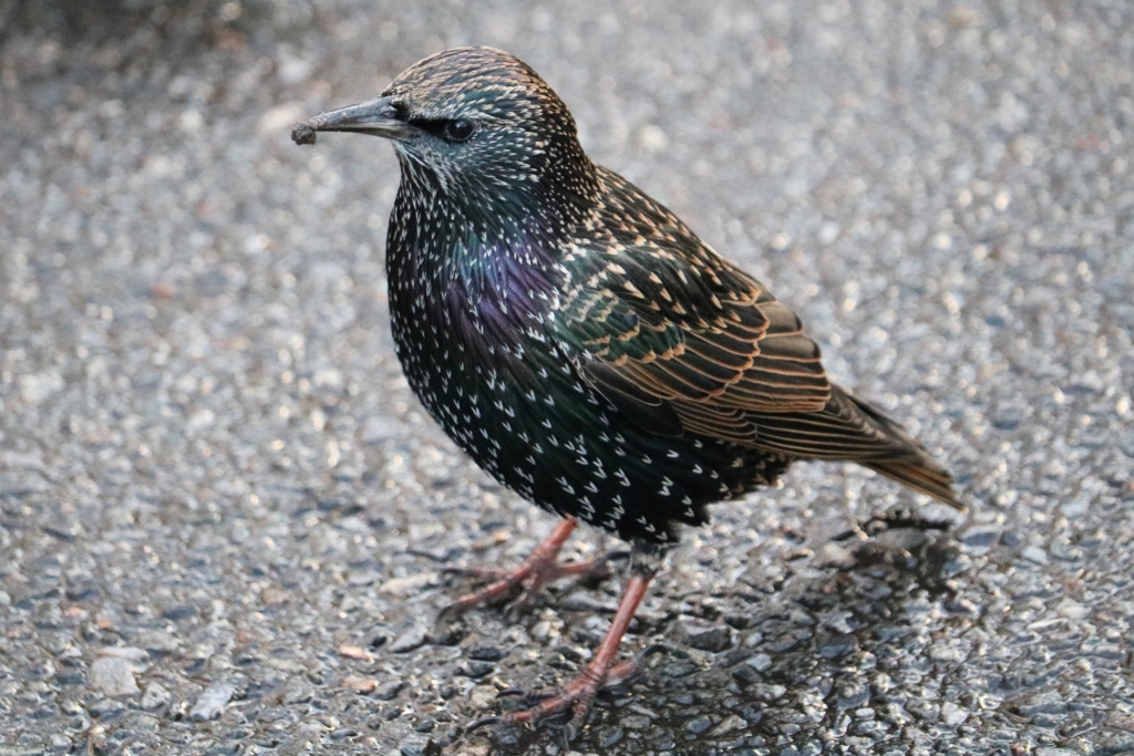 Bird’s Beak Points to Spring: 'Beak by Beak. Here Comes the Sun'