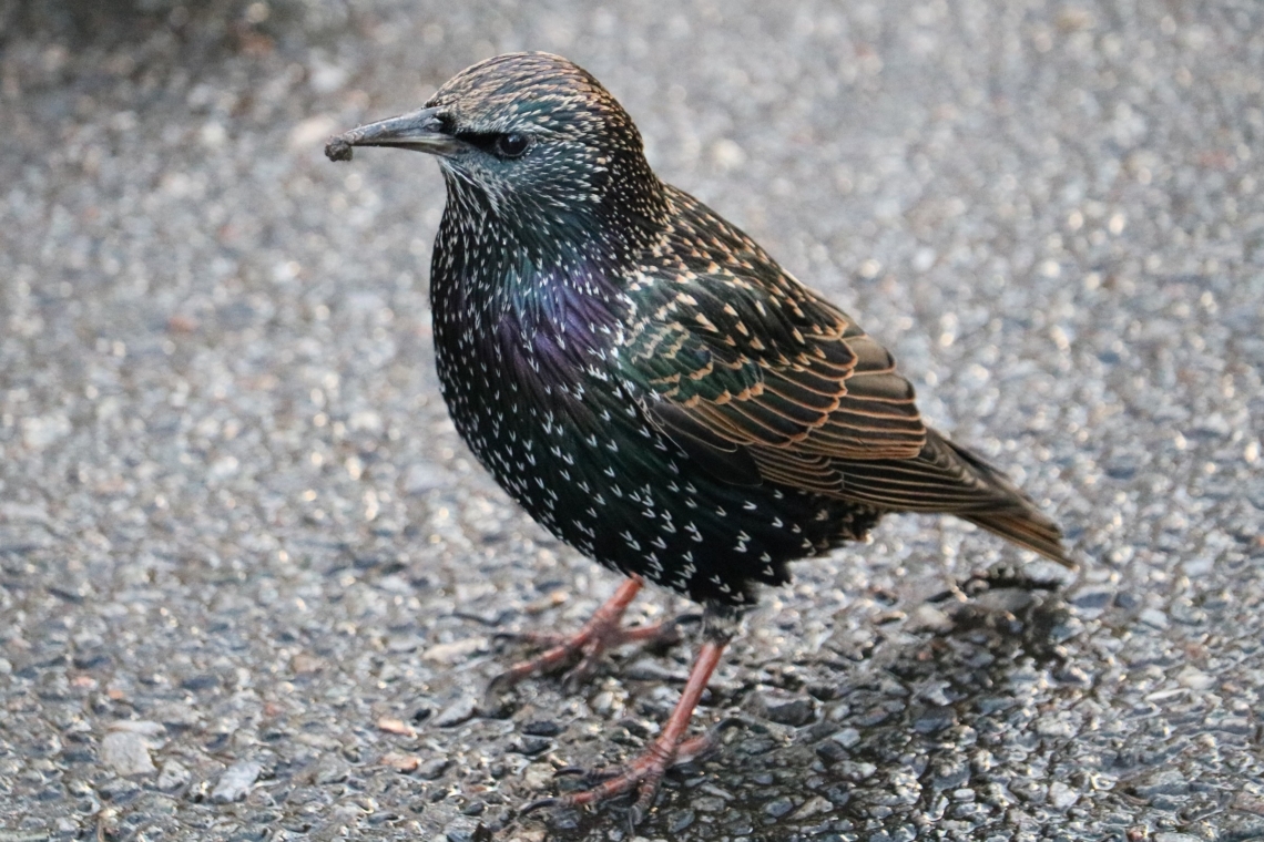 ICYMI: Bird’s Beak Points to Spring: 'Beak by Beak. Here Comes the Sun'