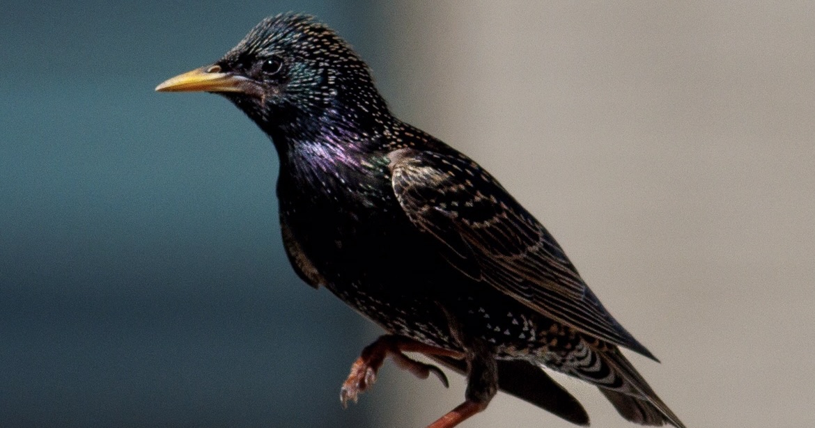 Bird’s Beak Points to Spring: 'Beak by Beak. Here Comes the Sun'