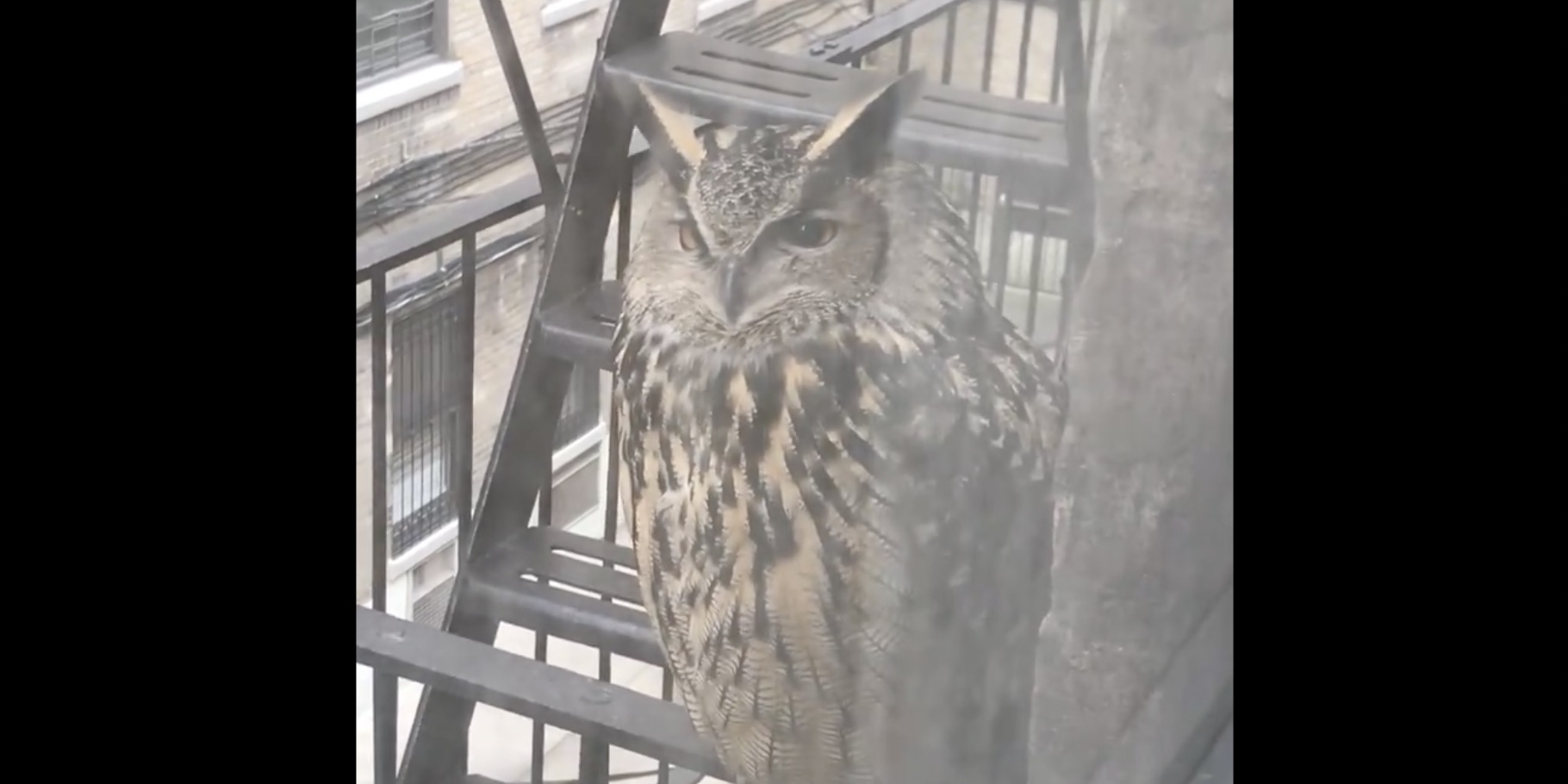 Flaco the Owl Celebrates 1-Year Anniversary of Freedom on Upper West ...