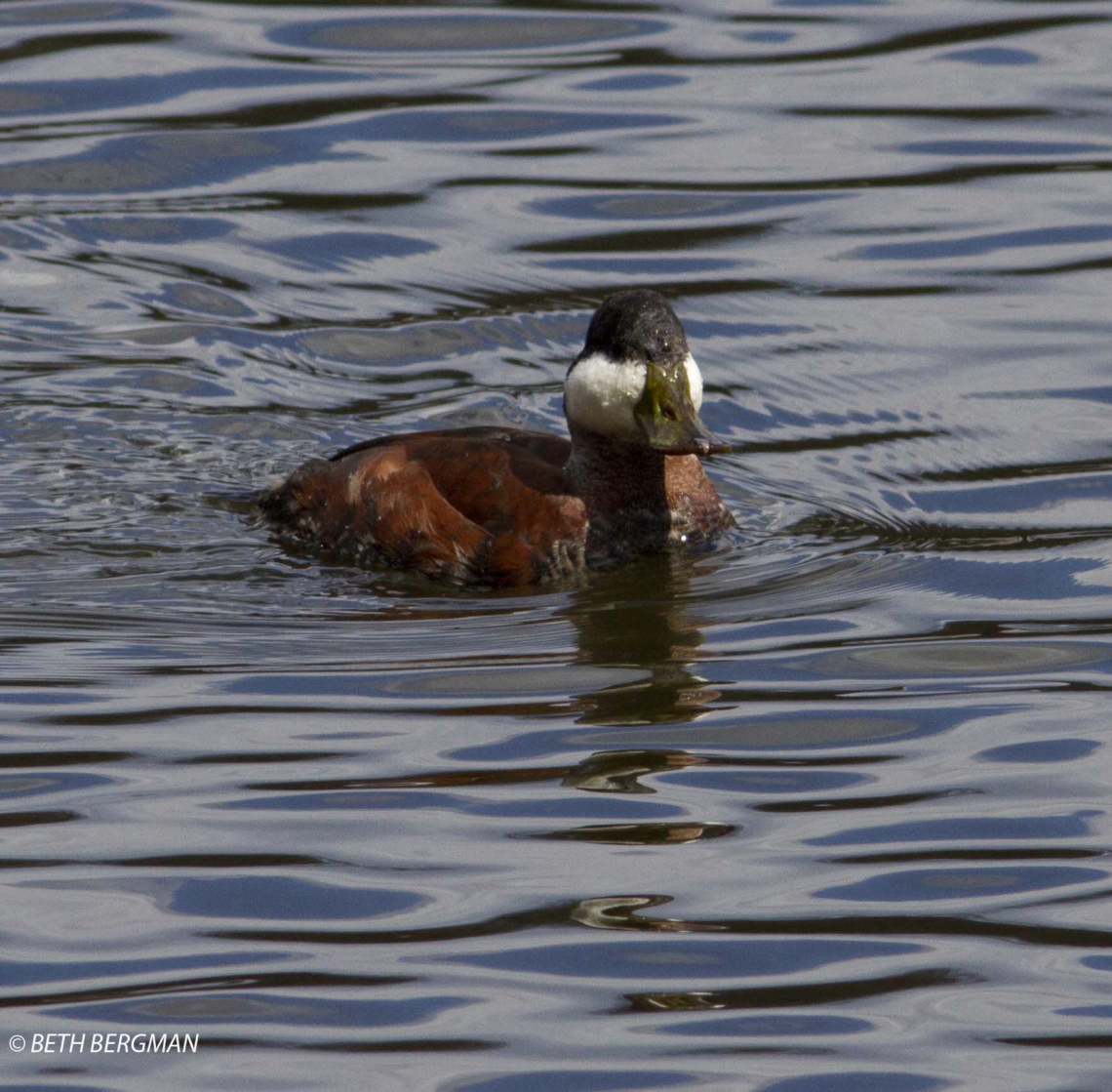 Birding: The Waterfowl That Winter in Central Park; Who and Where They Are