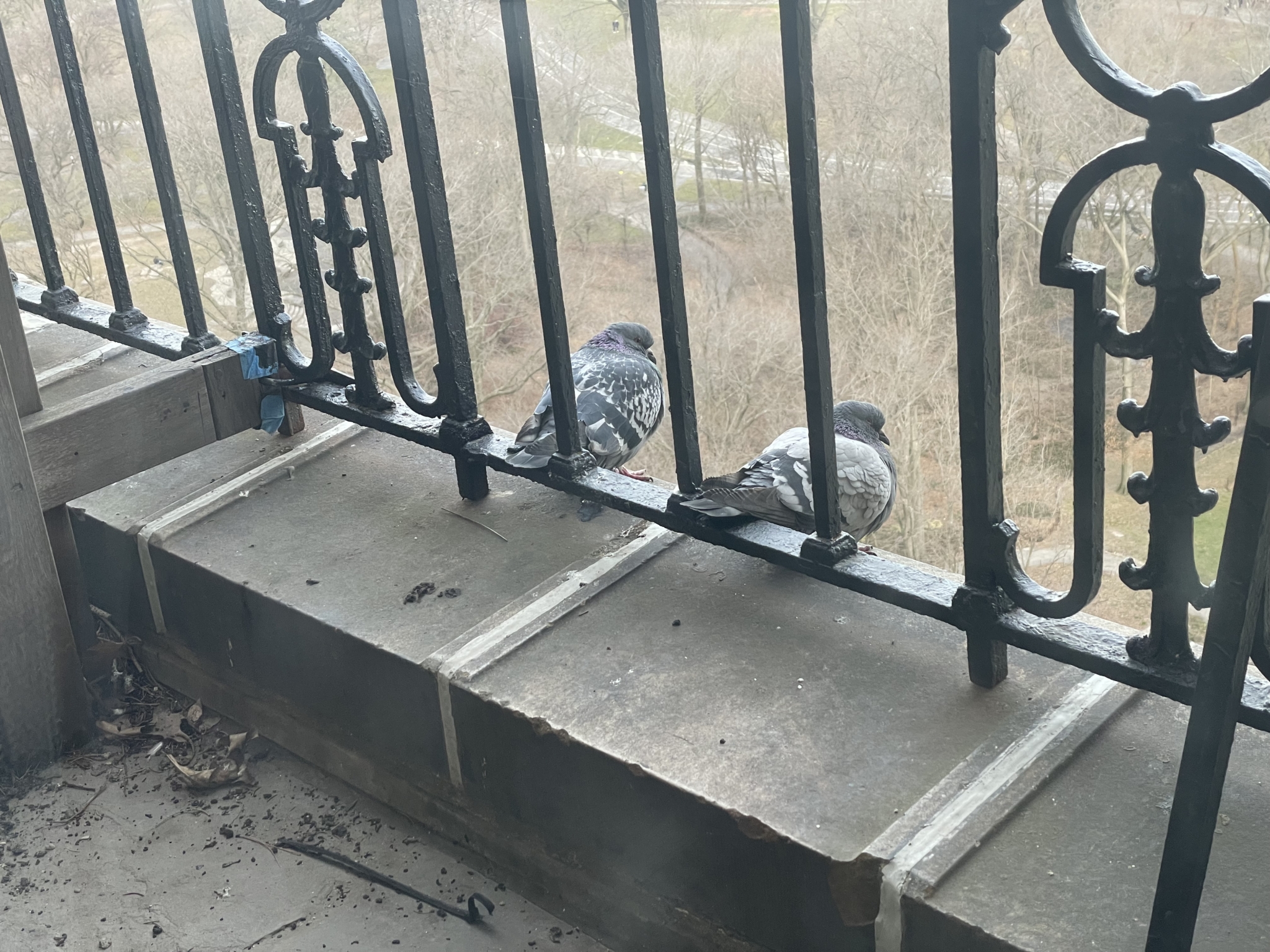 Setting the Record Straight on 'Rats With Wings'