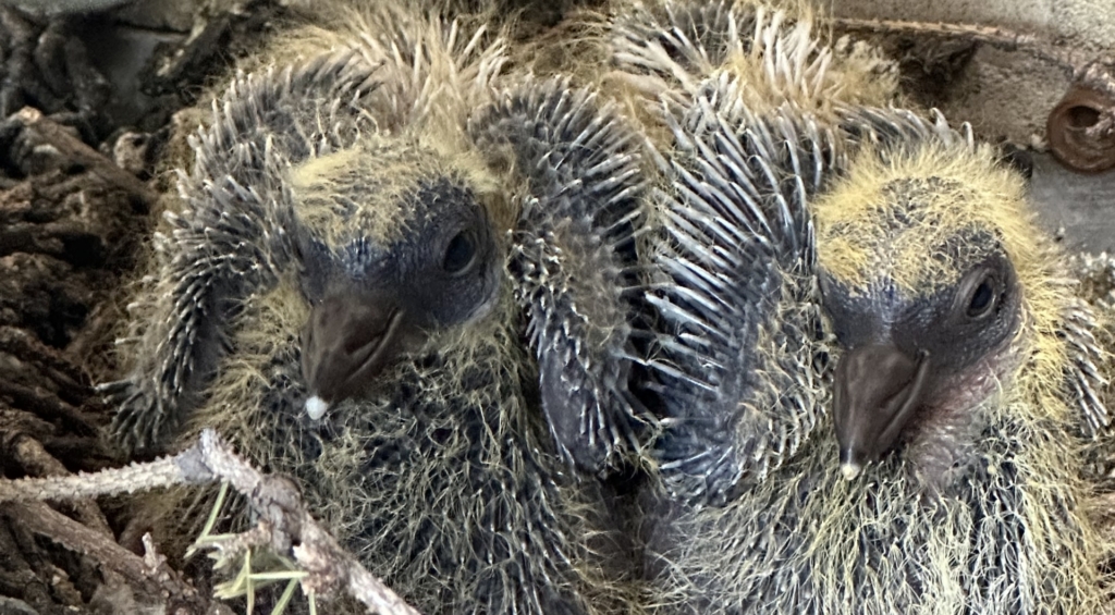 Rarely Seen Baby Pigeons Born on UWS Terrace: Video Proof
