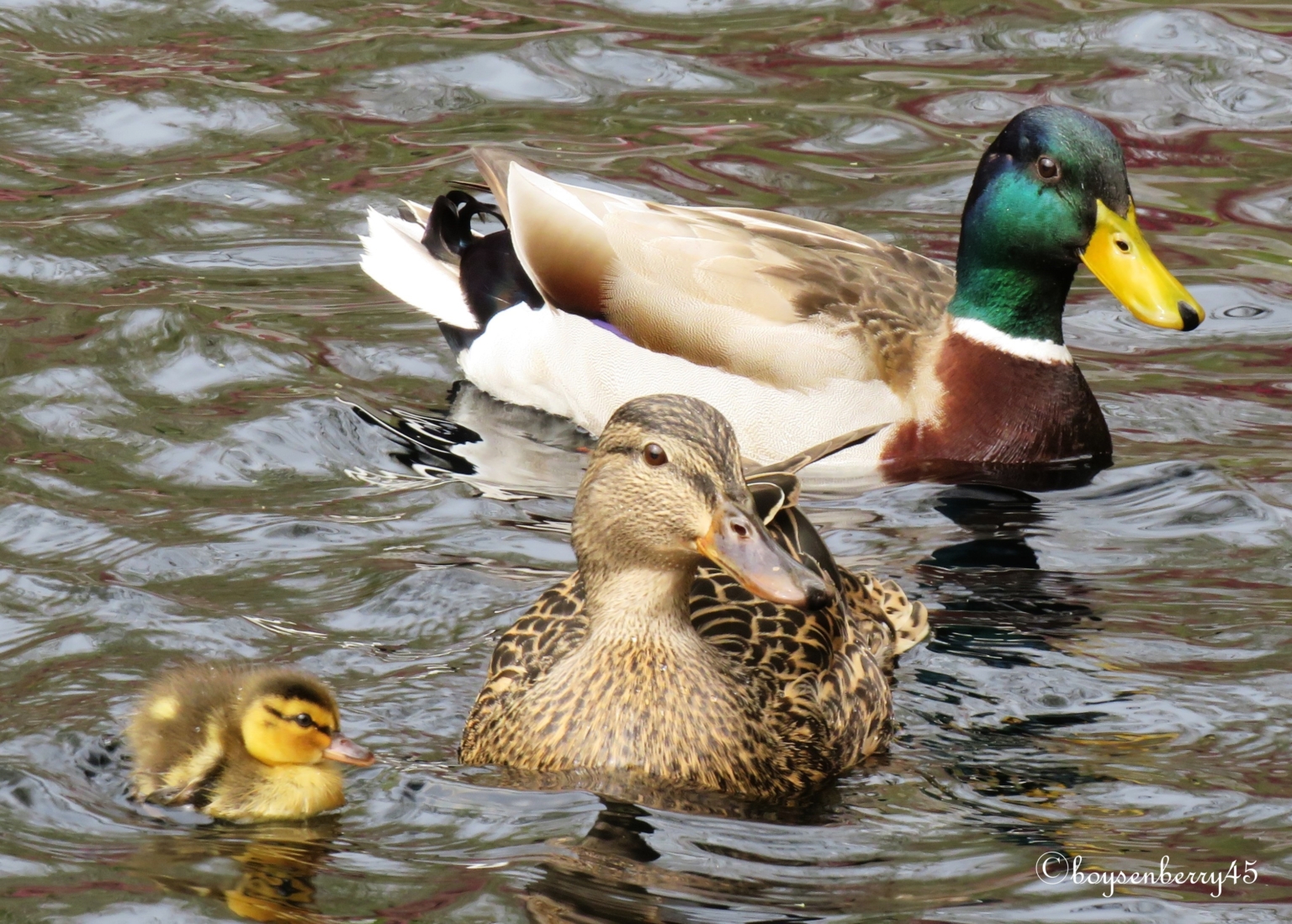 Central Park Birding Report: It’s Officially Spring; Central Park is Ducky