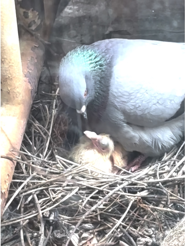Rarely Seen Baby Pigeons Born on UWS Terrace: Video Proof