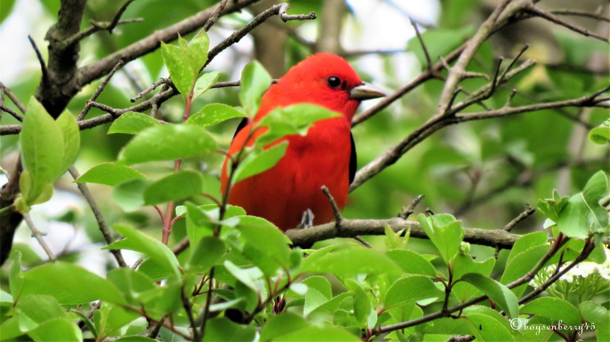 Central Park Birding Report: Scarlet Tanagers Have Arrived
