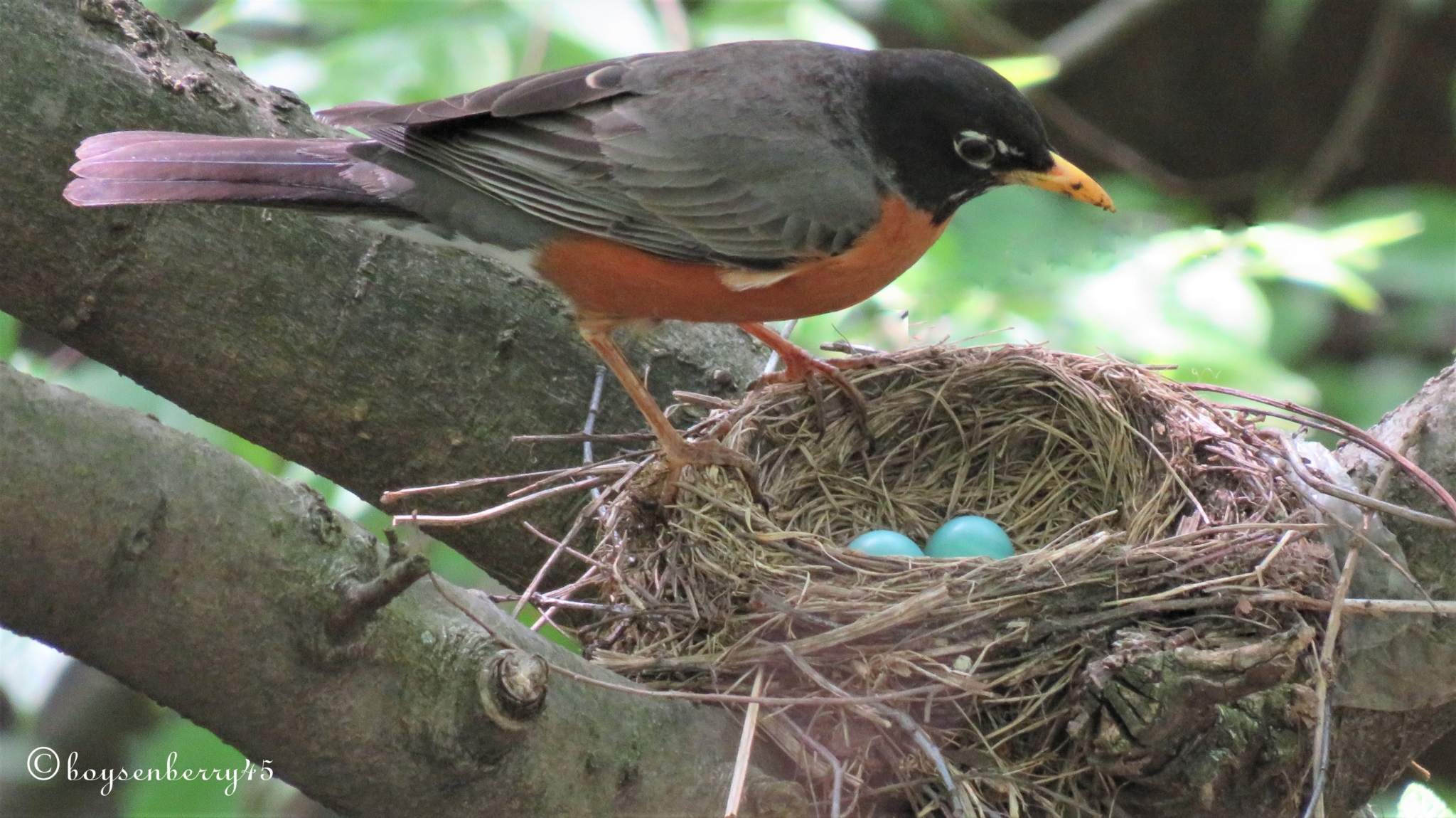 Central Park Birding Report: The American Robin -- Most Overlooked Bird?