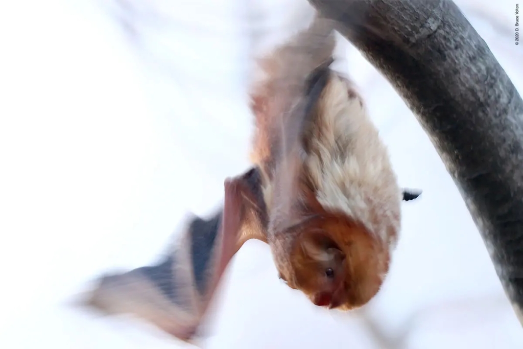 Bat Love on the Upper West Side