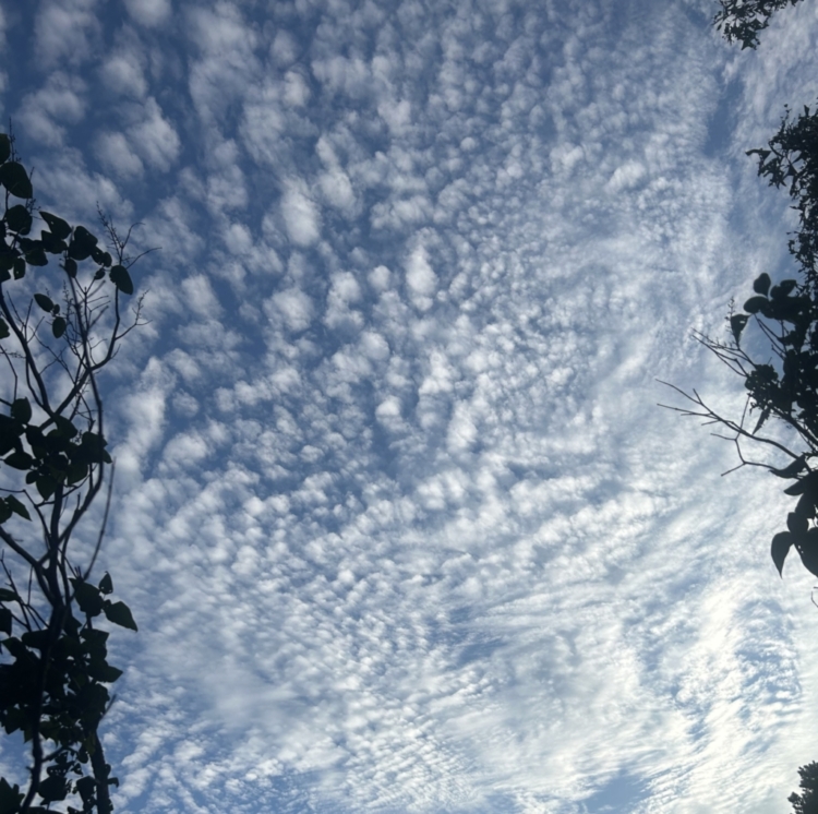 The Beauty of the UWS as Seen in the Photographs of Monday Bulletin