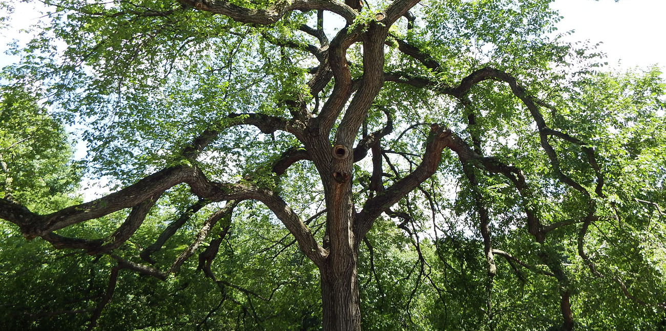 Parks Releases New Map of City's 'Great Trees': Eight of Them Are in ...