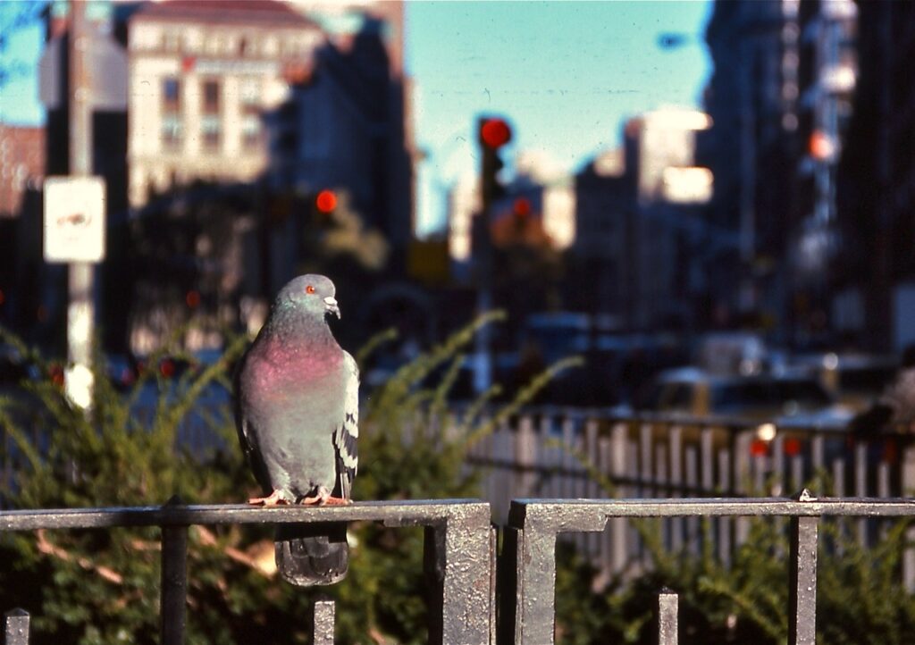 Throwback Thursday: Miscellaneous Memories of the UWS in the 1970s and 80s