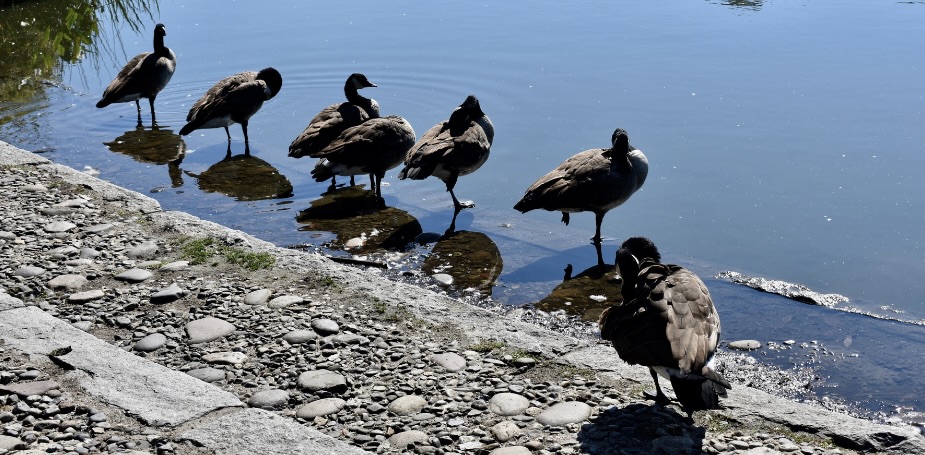 How Worried Should You Be About Bird Flu? The Facts Conveyed by an UWS ...