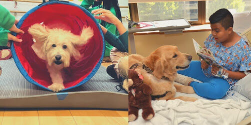 Your Community Needs More Therapy Dogs: Is Your Dog a Good Candidate?