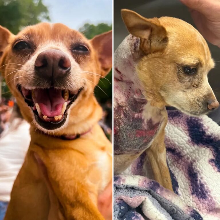 Vicious Dog Attack on Upper West Side Puts Chihuahua Into ICU: 'I Am ...