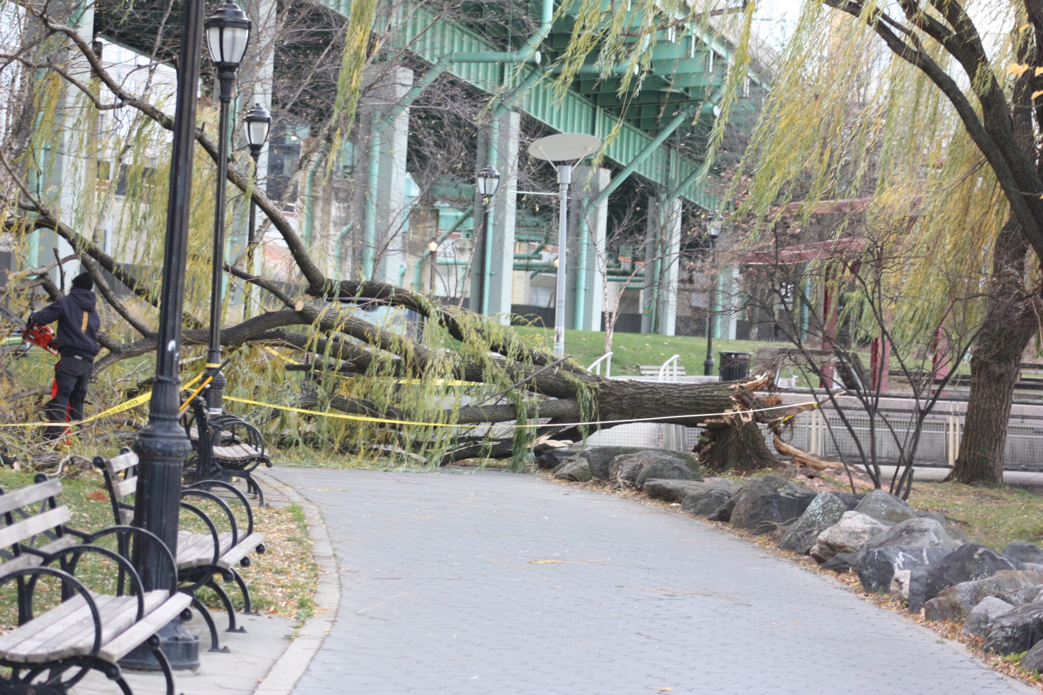 Weeping For The Willows: Riverside Park South's Willow Trees Give Way ...
