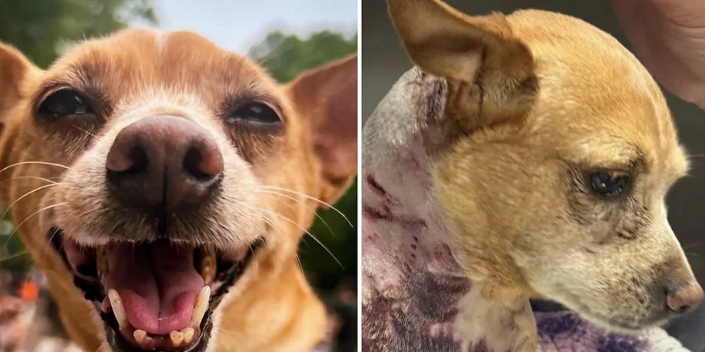 Vicious Dog Attack on Upper West Side Puts Chihuahua Into ICU: 'I Am ...