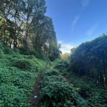 The Riverside Park Goats Are Returning: What to Know